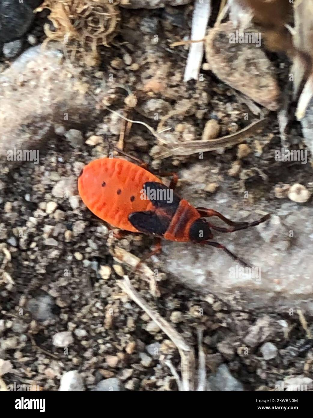 Scantius aegyptius hi-res stock photography and images - Alamy