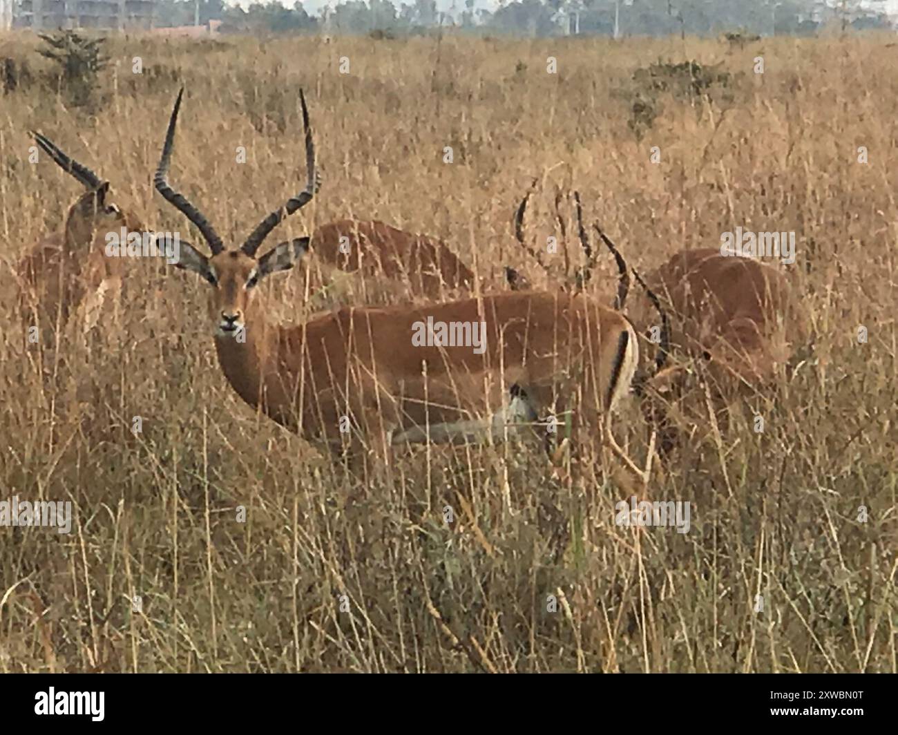 Common Impala (Aepyceros melampus melampus) Mammalia Stock Photo - Alamy