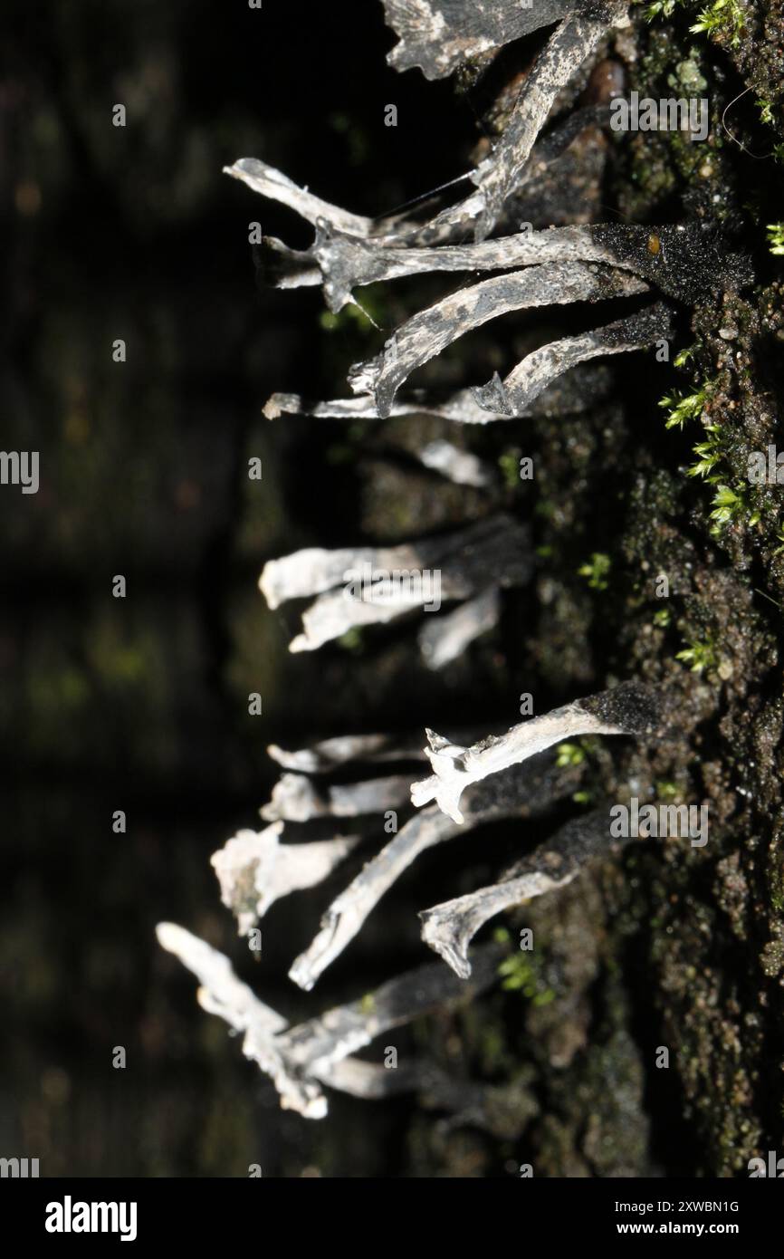 Candlesnuff Fungus (Xylaria hypoxylon) Fungi Stock Photo - Alamy