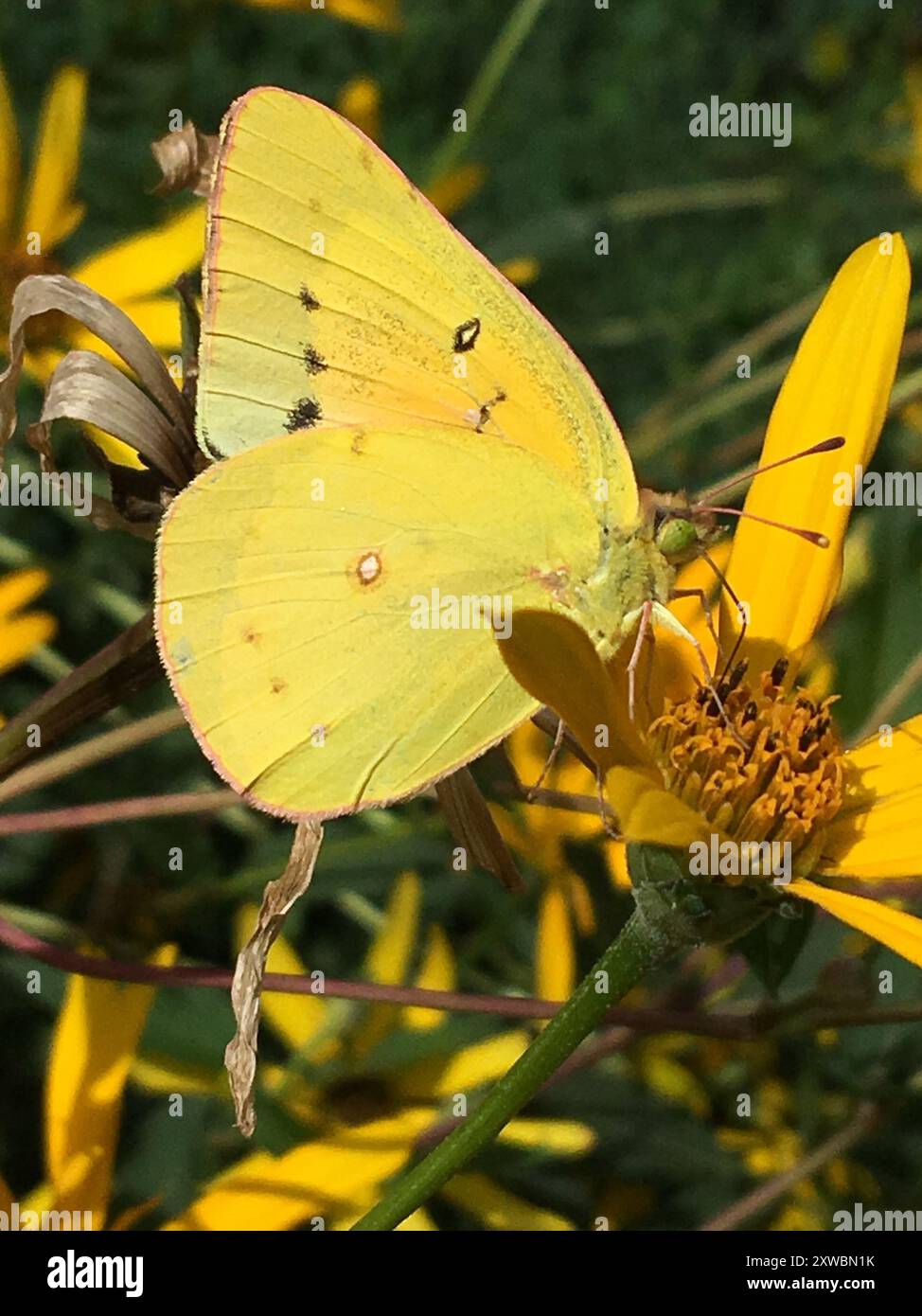 Orange Sulphur (Colias eurytheme) Insecta Stock Photo - Alamy