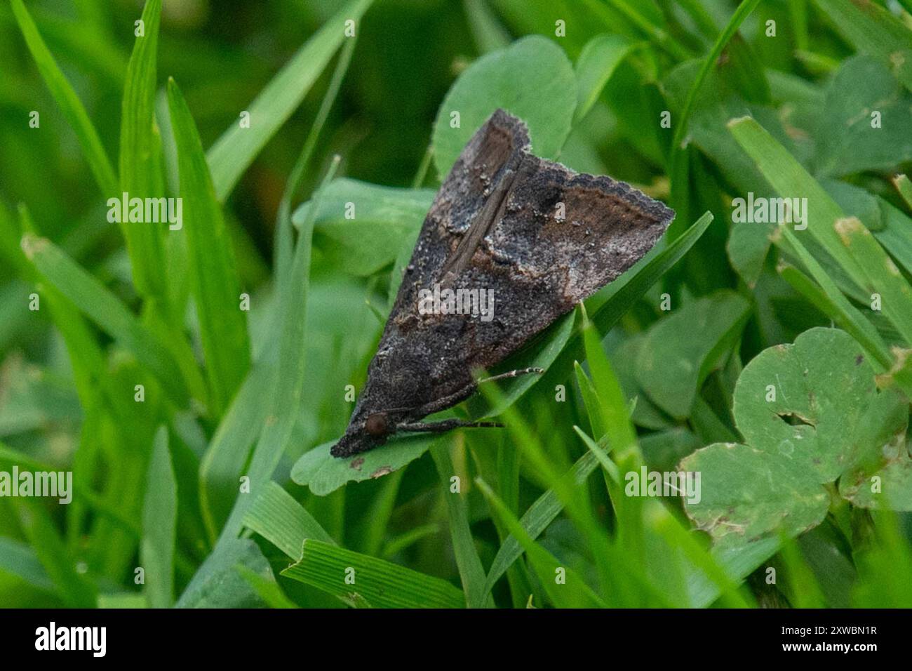 Green Cloverworm Moth (Hypena scabra) Insecta Stock Photo - Alamy
