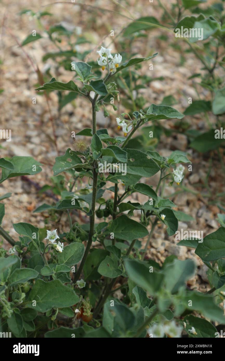 red nightshade (Solanum villosum) Plantae Stock Photo - Alamy