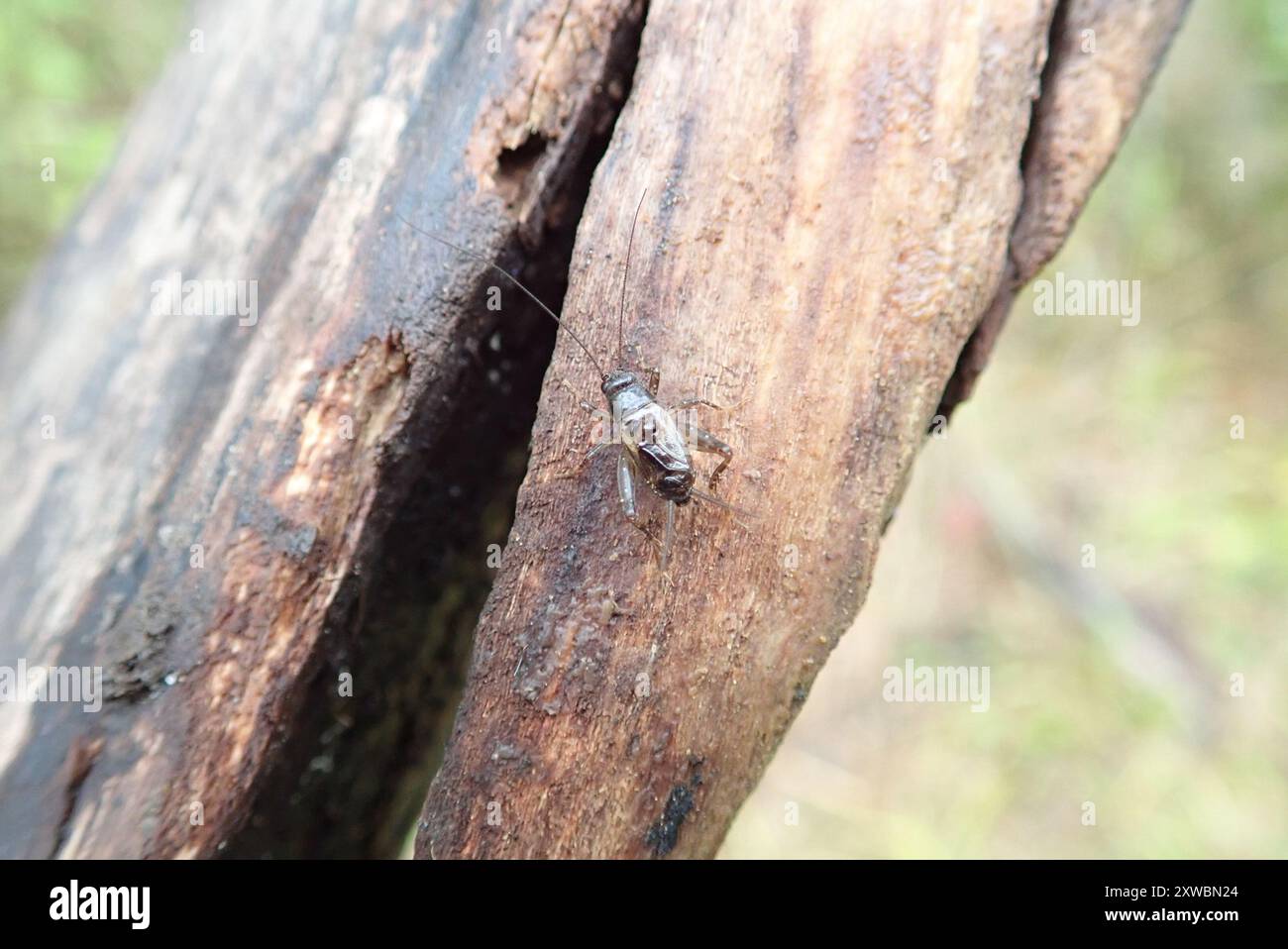 Trigs, Sword-tailed Crickets, and Ground Crickets (Trigonidiidae ...