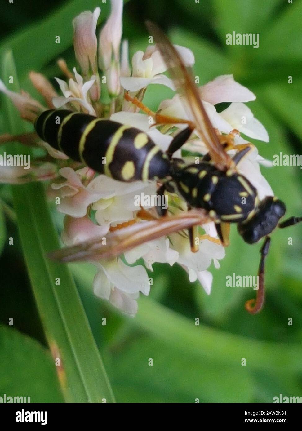 (Polistes nimpha) Insecta Stock Photo - Alamy
