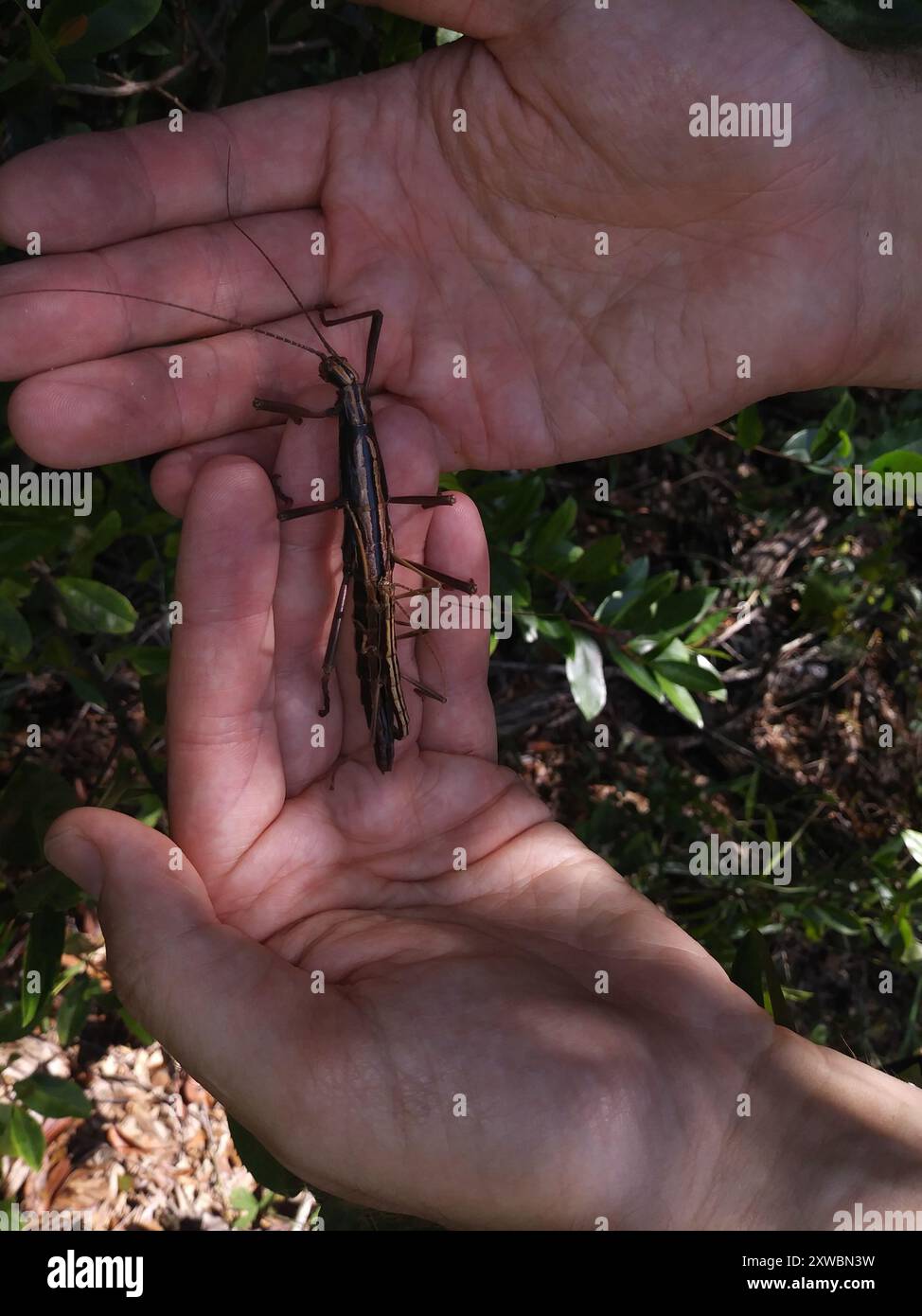 Southern Two-striped Walkingstick (Anisomorpha buprestoides) Insecta ...
