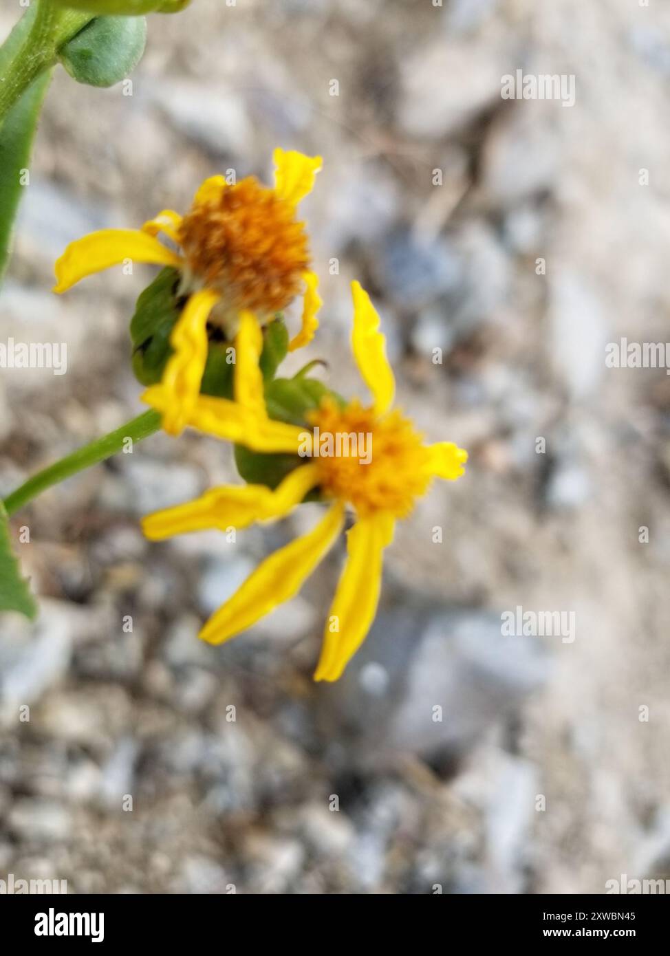 Thickleaf Ragwort (Senecio crassulus) Plantae Stock Photo - Alamy