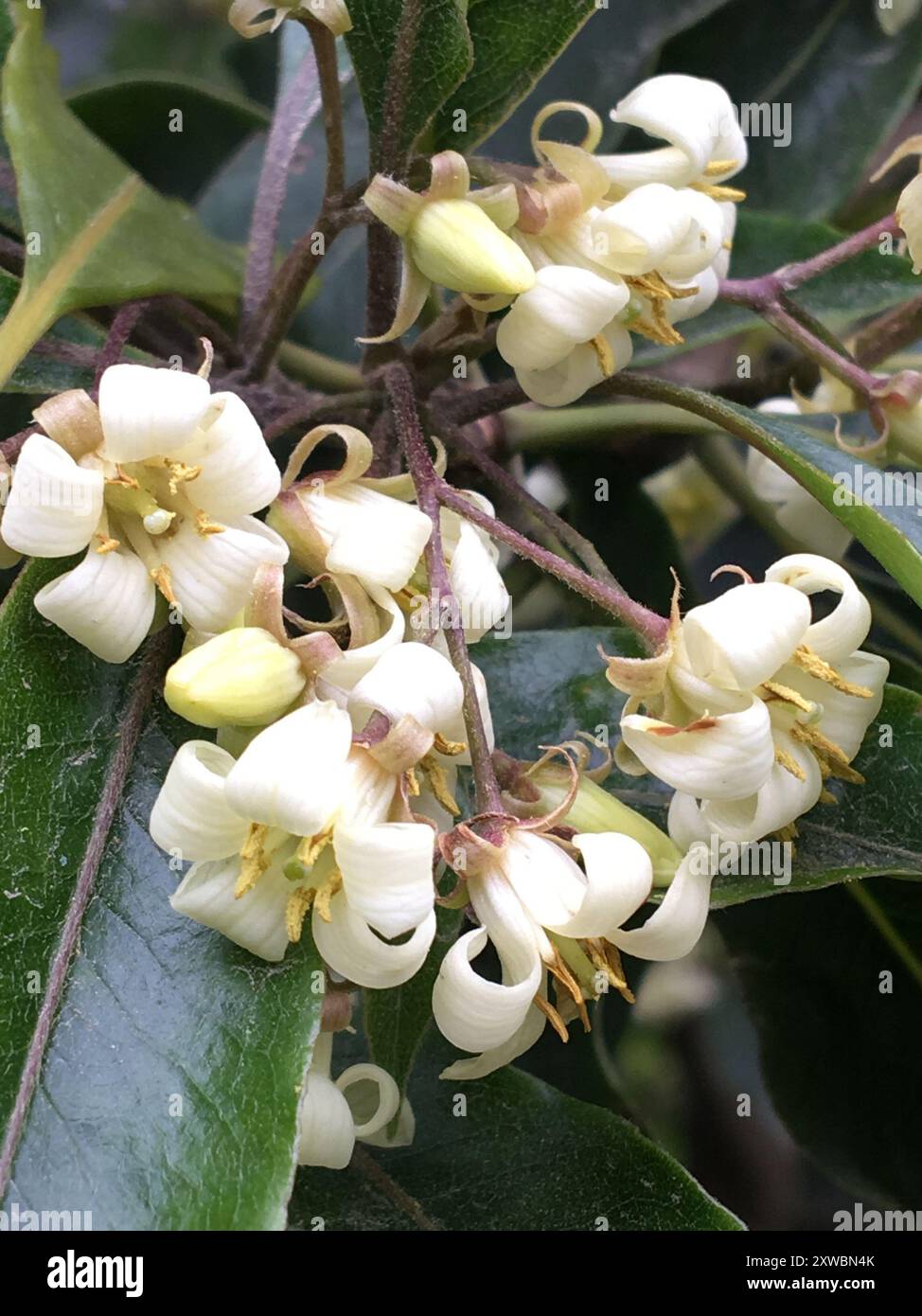 Australian Cheesewood (Pittosporum undulatum) Plantae Stock Photo - Alamy