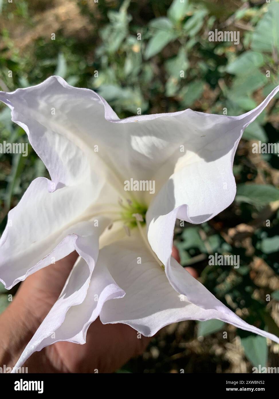Sacred Datura (Datura wrightii) Plantae Stock Photo - Alamy