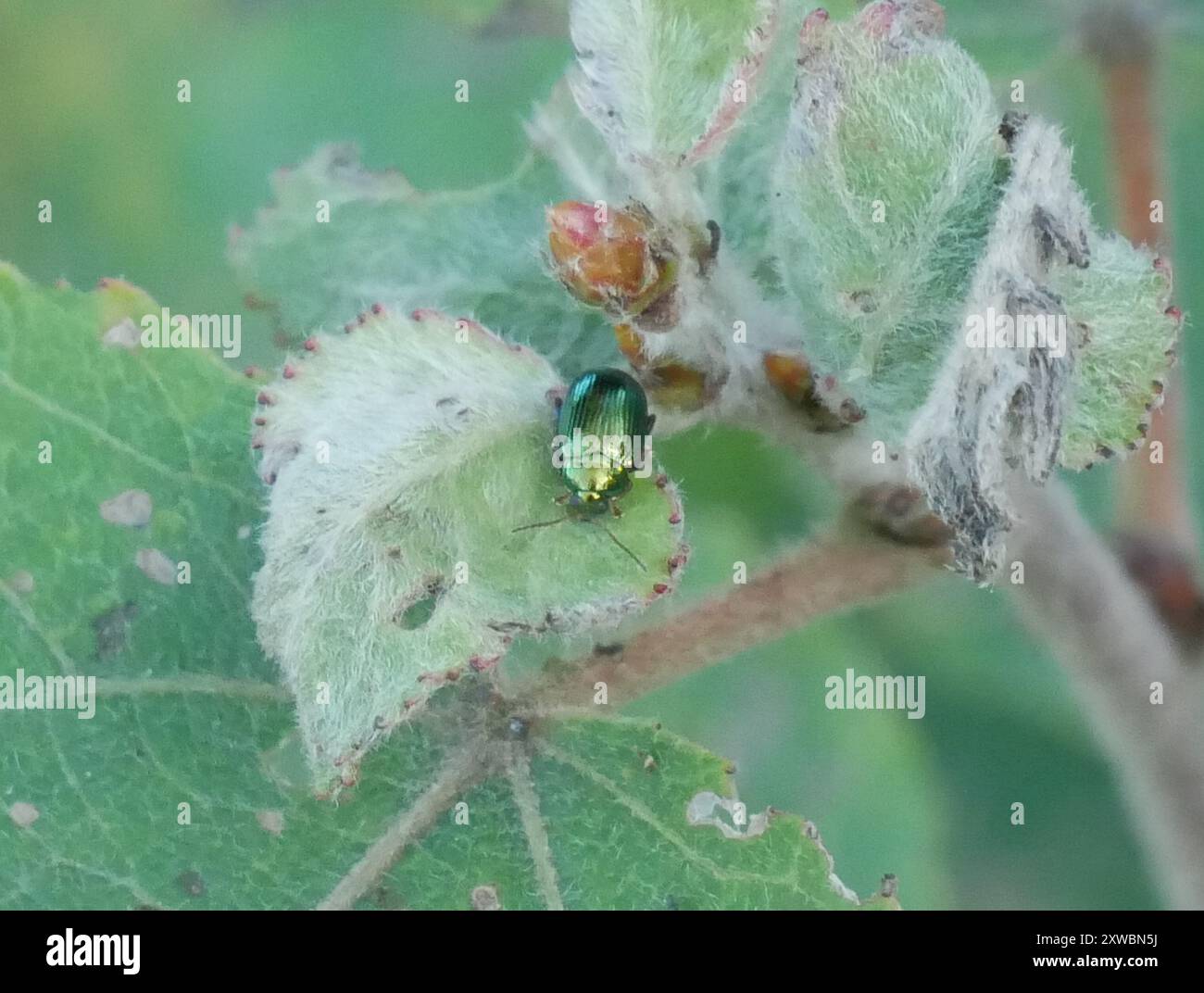 Studded Flea Beetles (Crepidodera) Insecta Stock Photo - Alamy