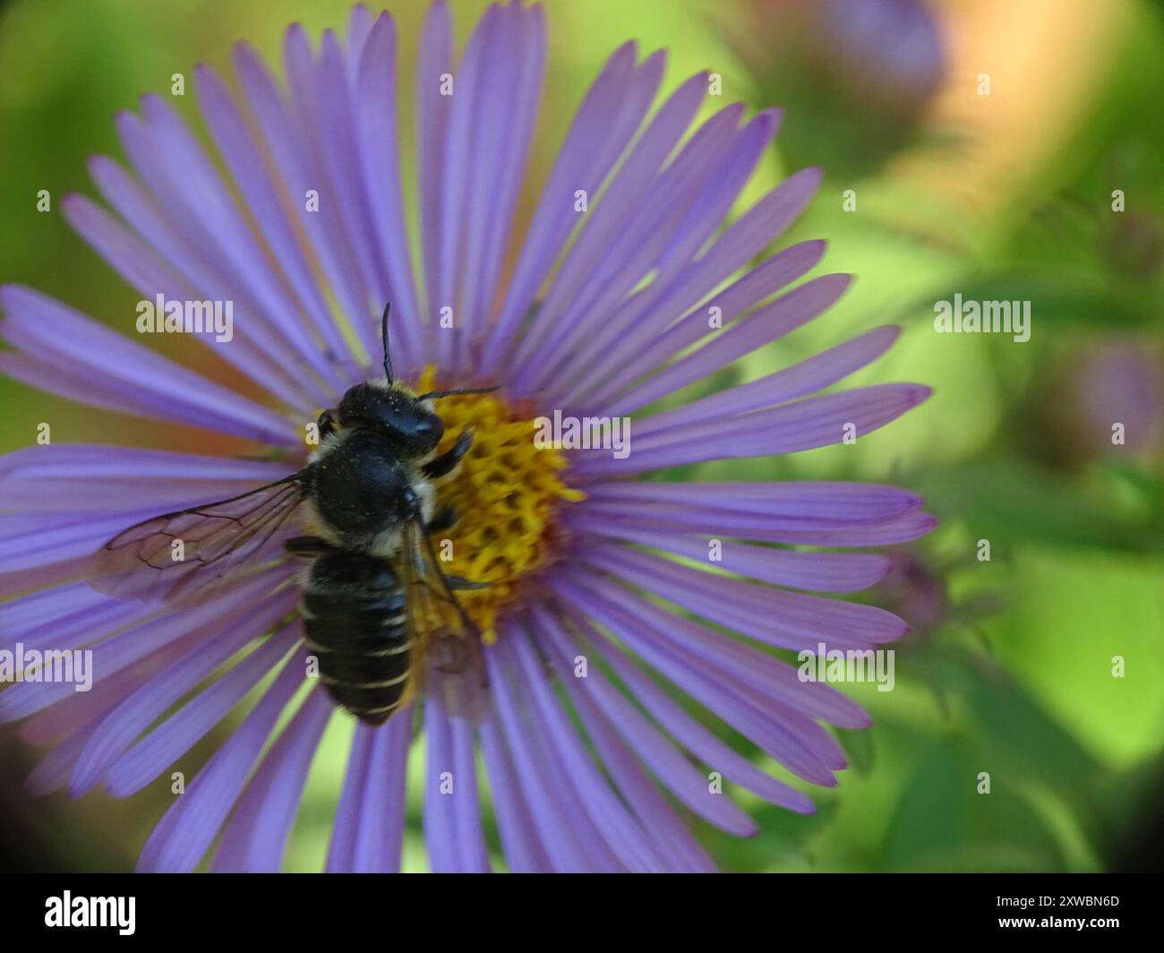 Golden-tailed Leafcutter Bee (Megachile relativa) Insecta Stock Photo ...