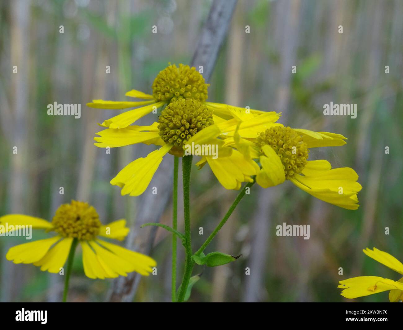common sneezeweed (Helenium autumnale) Plantae Stock Photo - Alamy