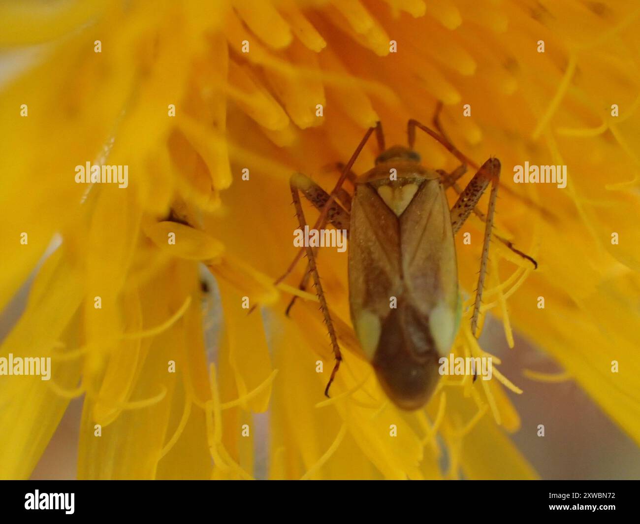 Alfalfa Plant Bug (Adelphocoris lineolatus) Insecta Stock Photo - Alamy