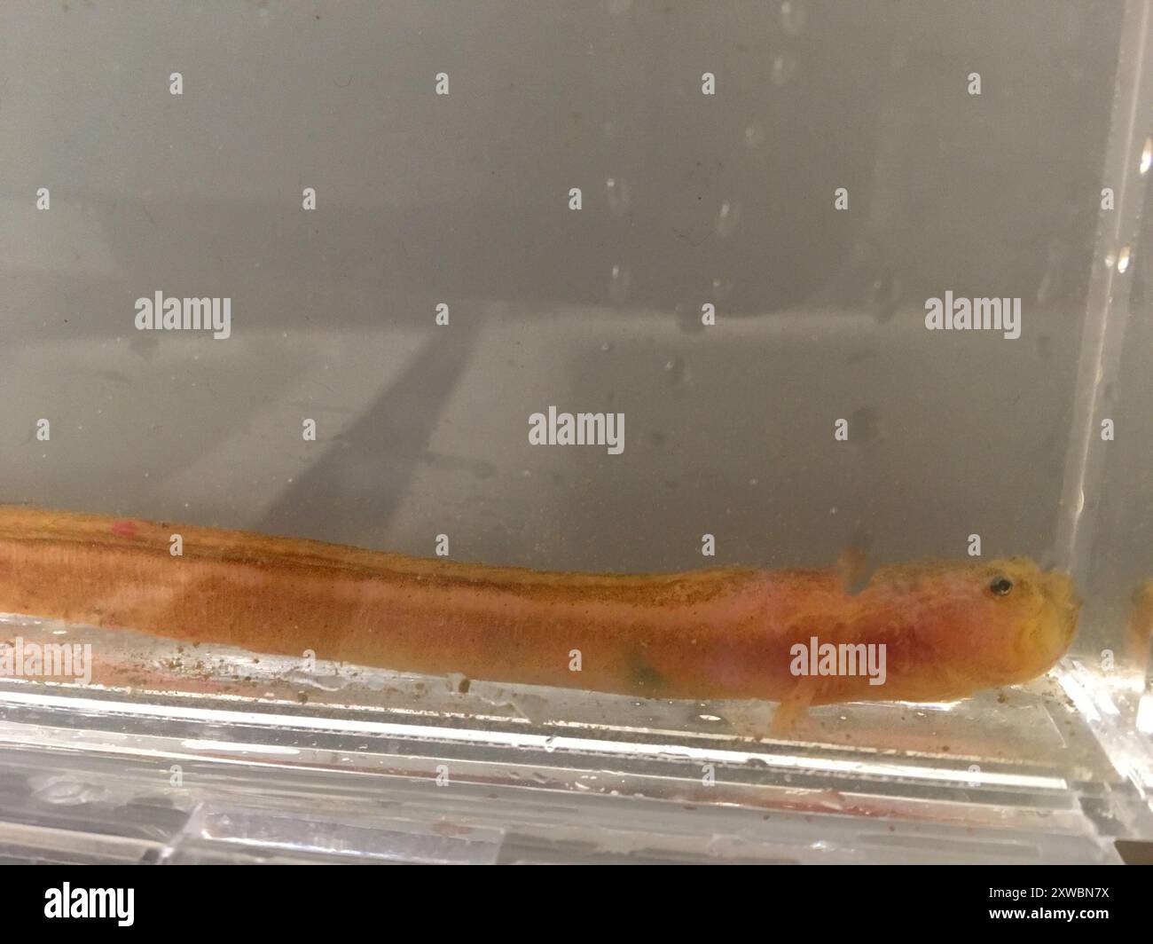 Dwarf Wrymouth (Cryptacanthodes aleutensis) Actinopterygii Stock Photo ...