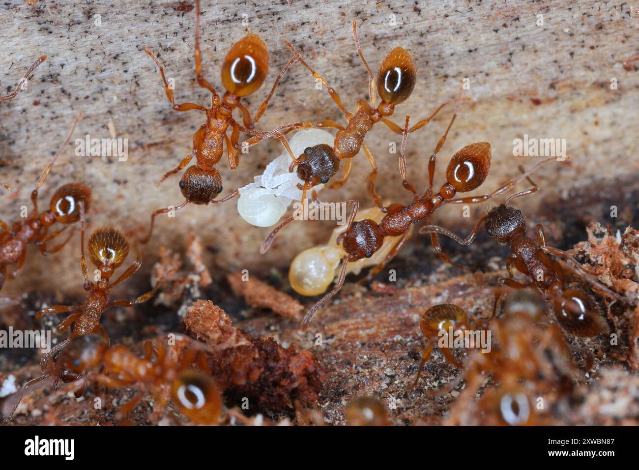 Ants carrying larvae hi-res stock photography and images - Alamy