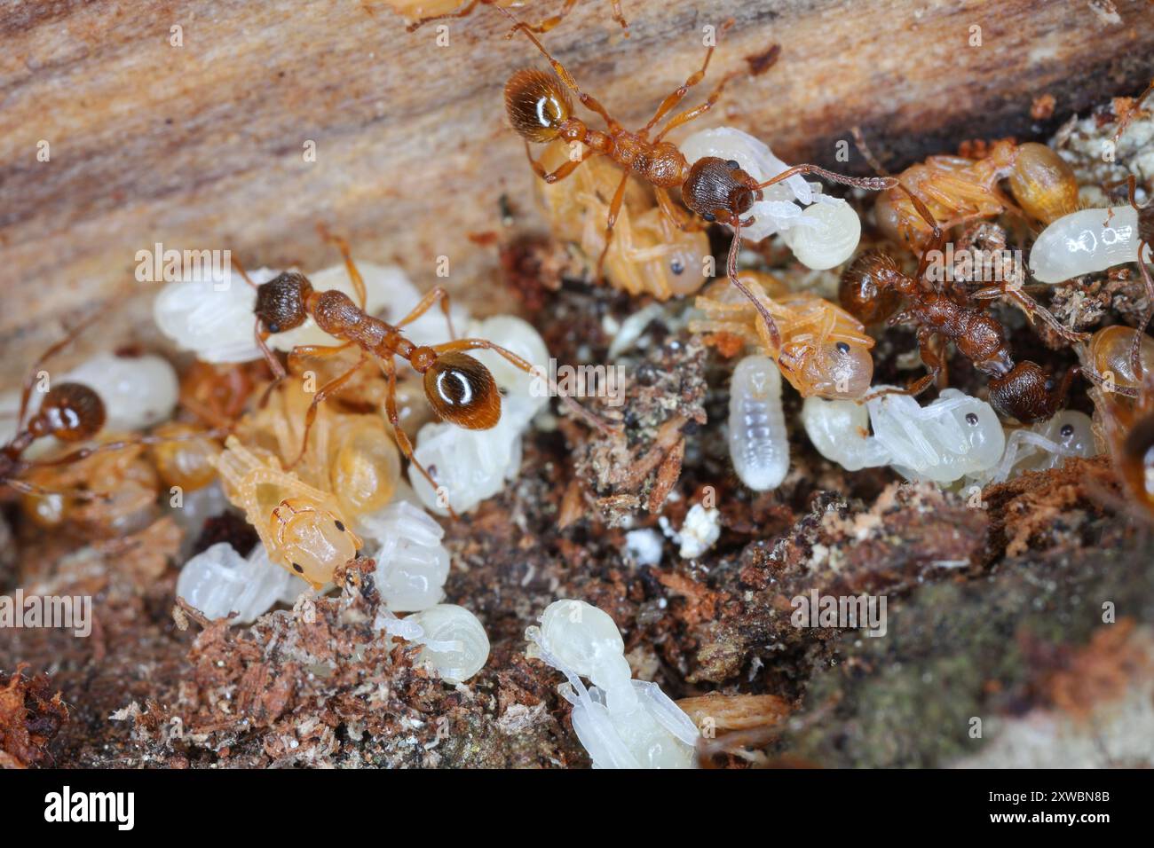 Garden ants larvae formica hi-res stock photography and images - Alamy