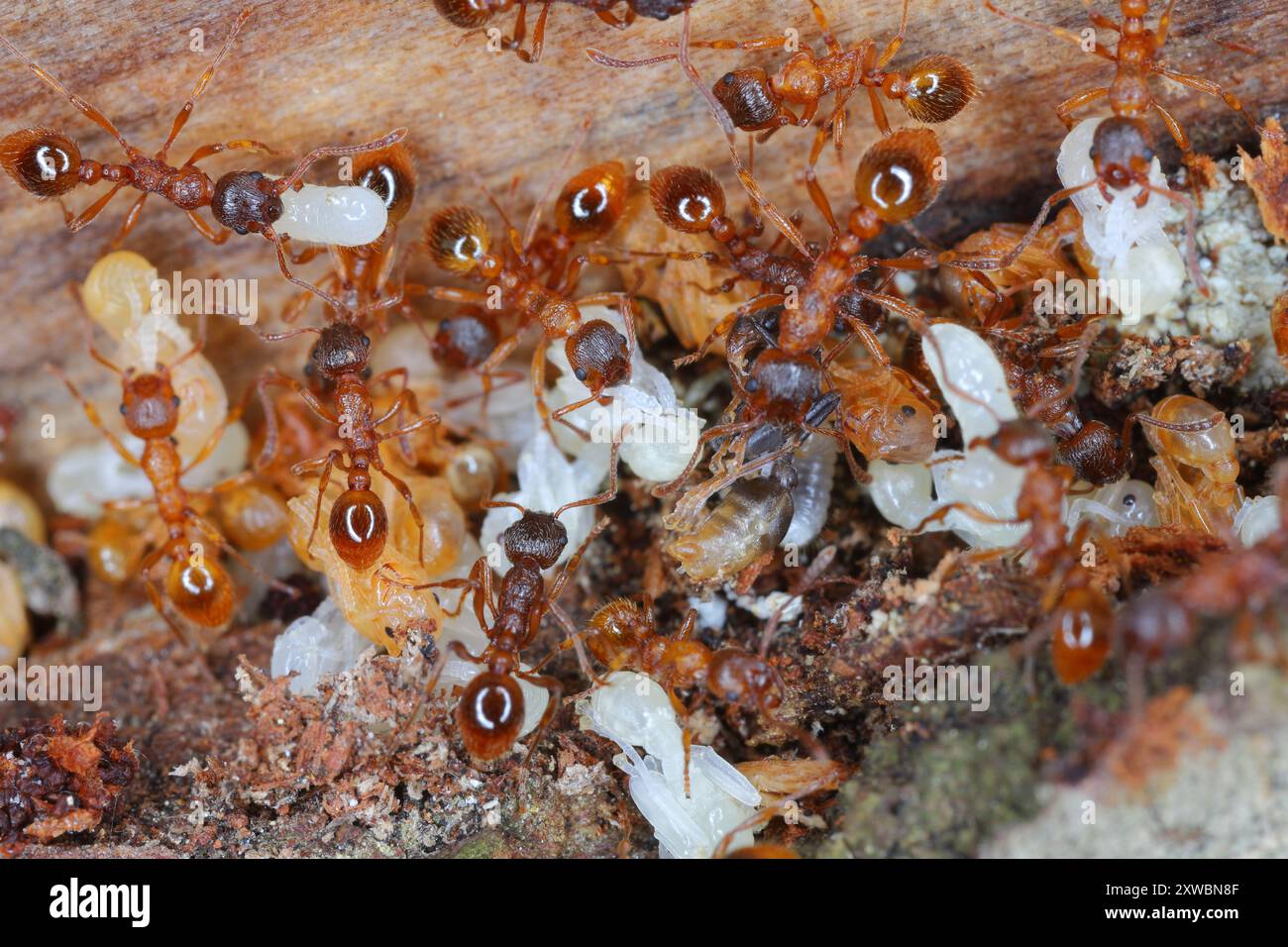Ants carrying larvae hi-res stock photography and images - Alamy