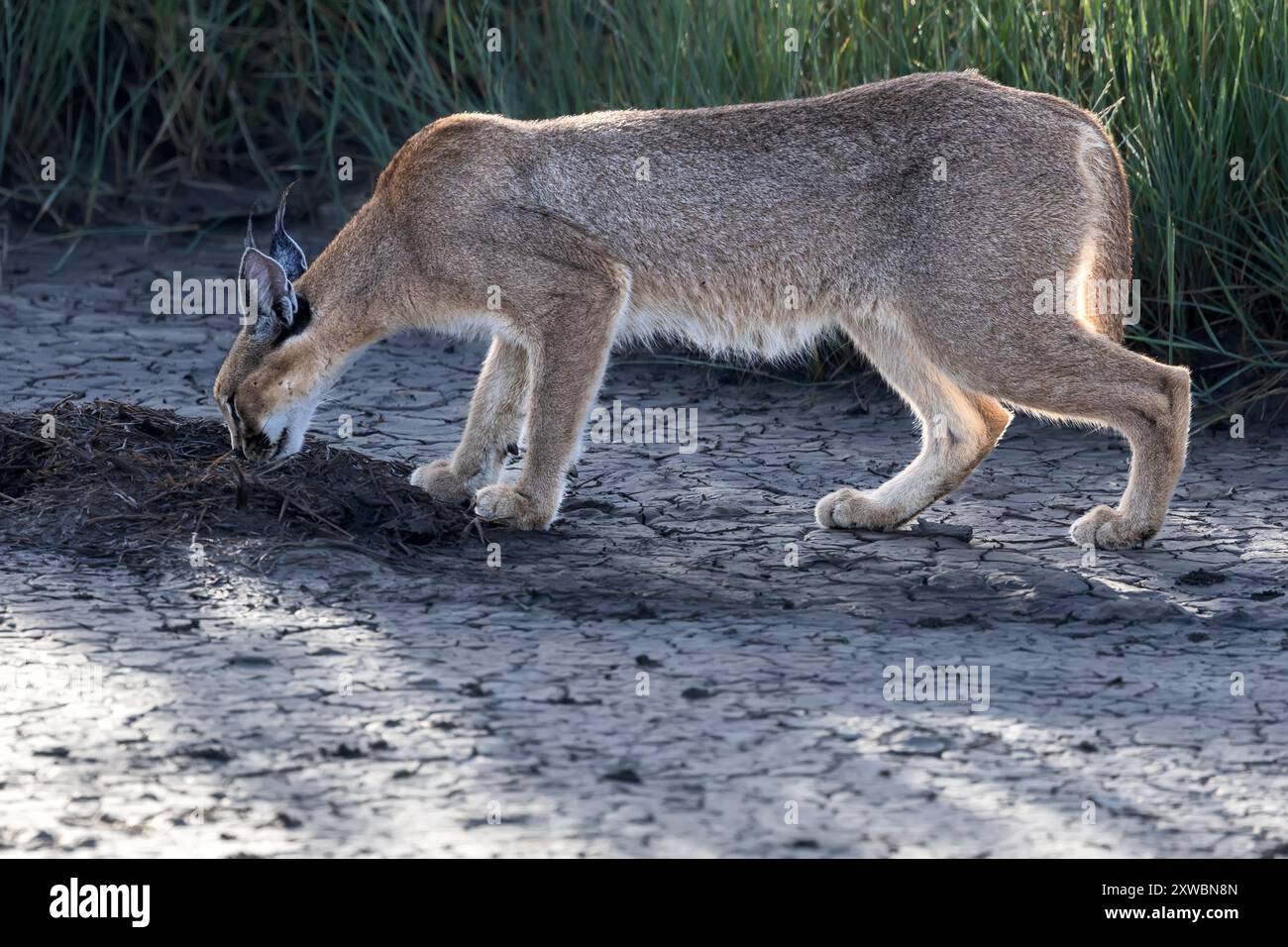 Caracal cat, Ndutu Plains, Serengeti National Park, Tanzania Stock ...