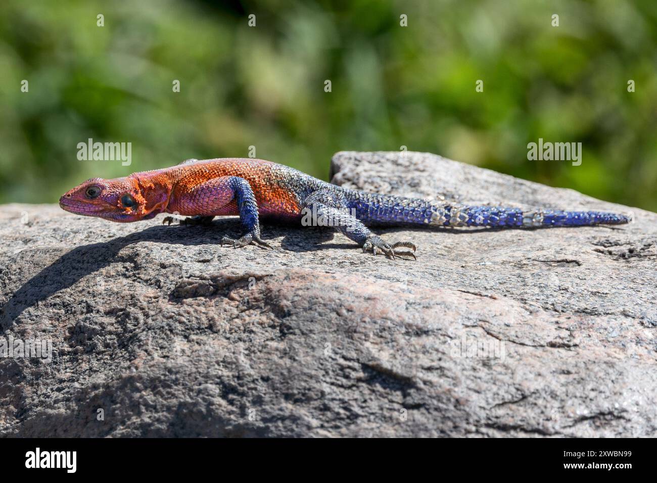 Mwanza agama lizard hi-res stock photography and images - Alamy