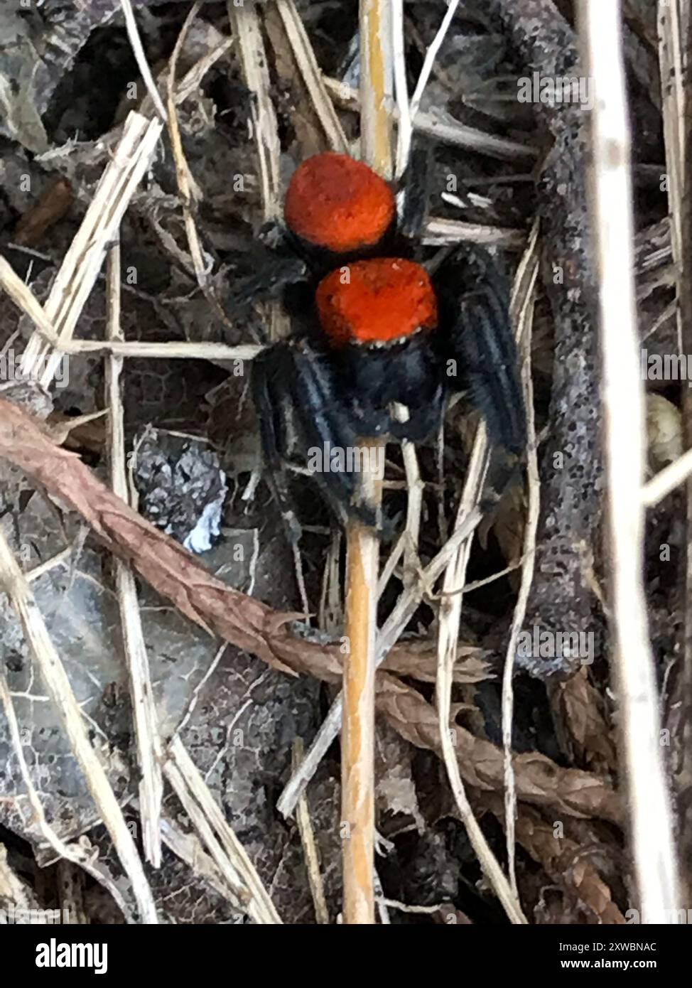 Cardinal Jumping Spider (Phidippus cardinalis) Arachnida Stock Photo ...