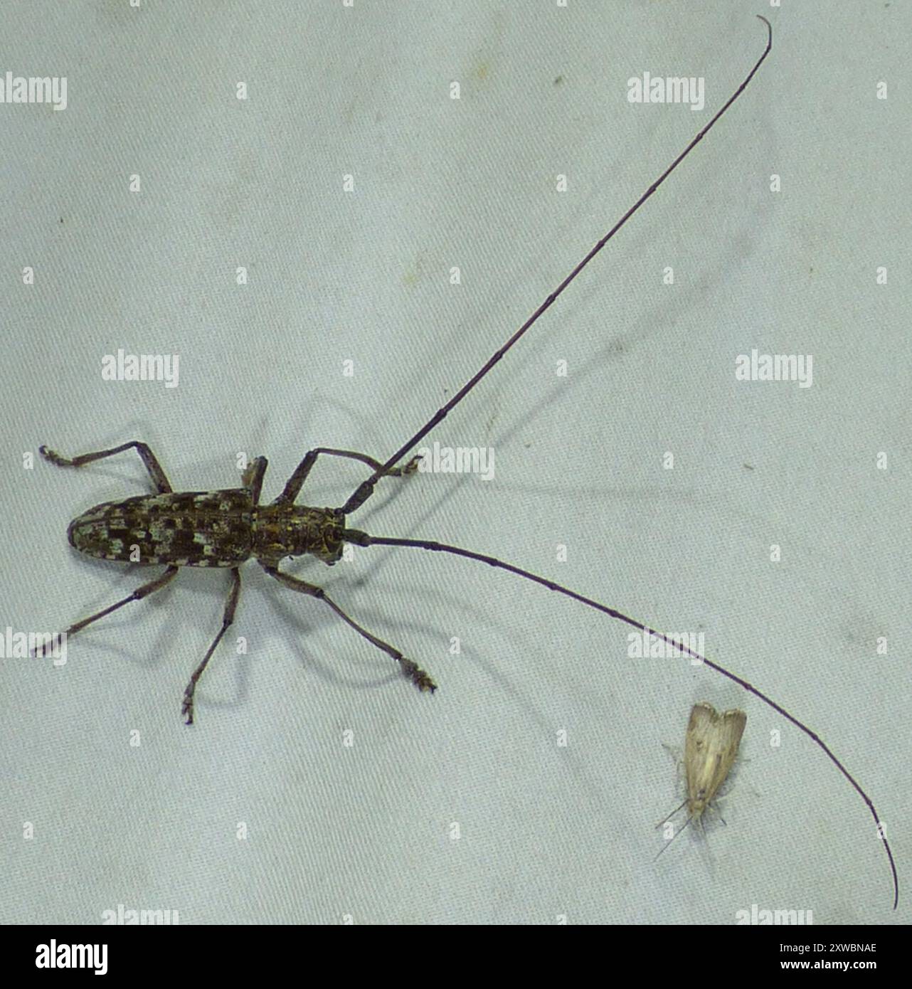 Southern Pine Sawyer (Monochamus titillator) Insecta Stock Photo - Alamy