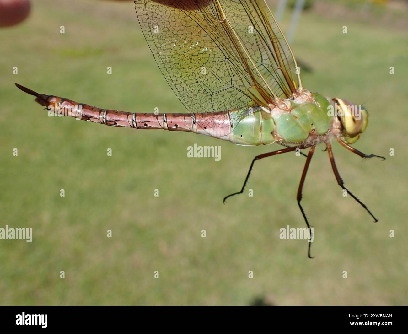 Common Green Darner (Anax junius) Insecta Stock Photo - Alamy