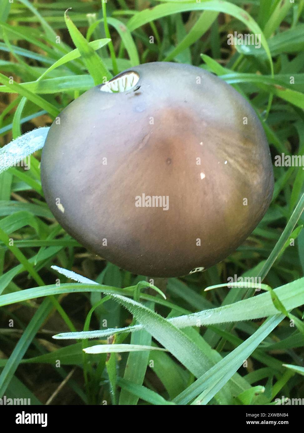 (Oudemansiella gigaspora) Fungi Stock Photo - Alamy