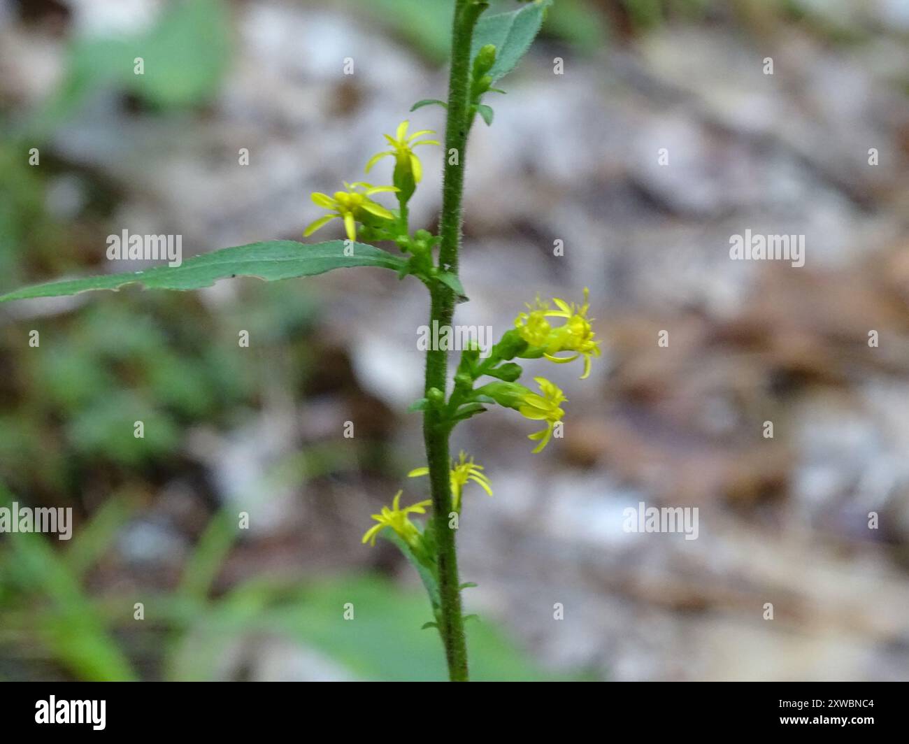 Hairy Goldenrod (Solidago hispida) Plantae Stock Photo - Alamy