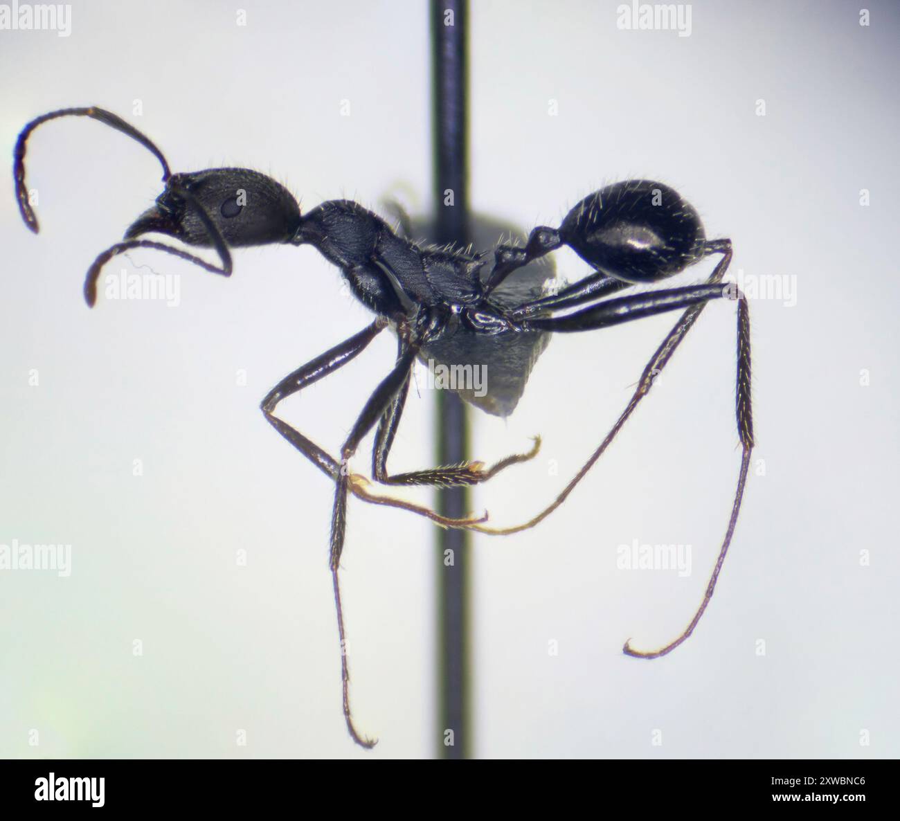 Aphaenogaster sardoa hi-res stock photography and images - Alamy