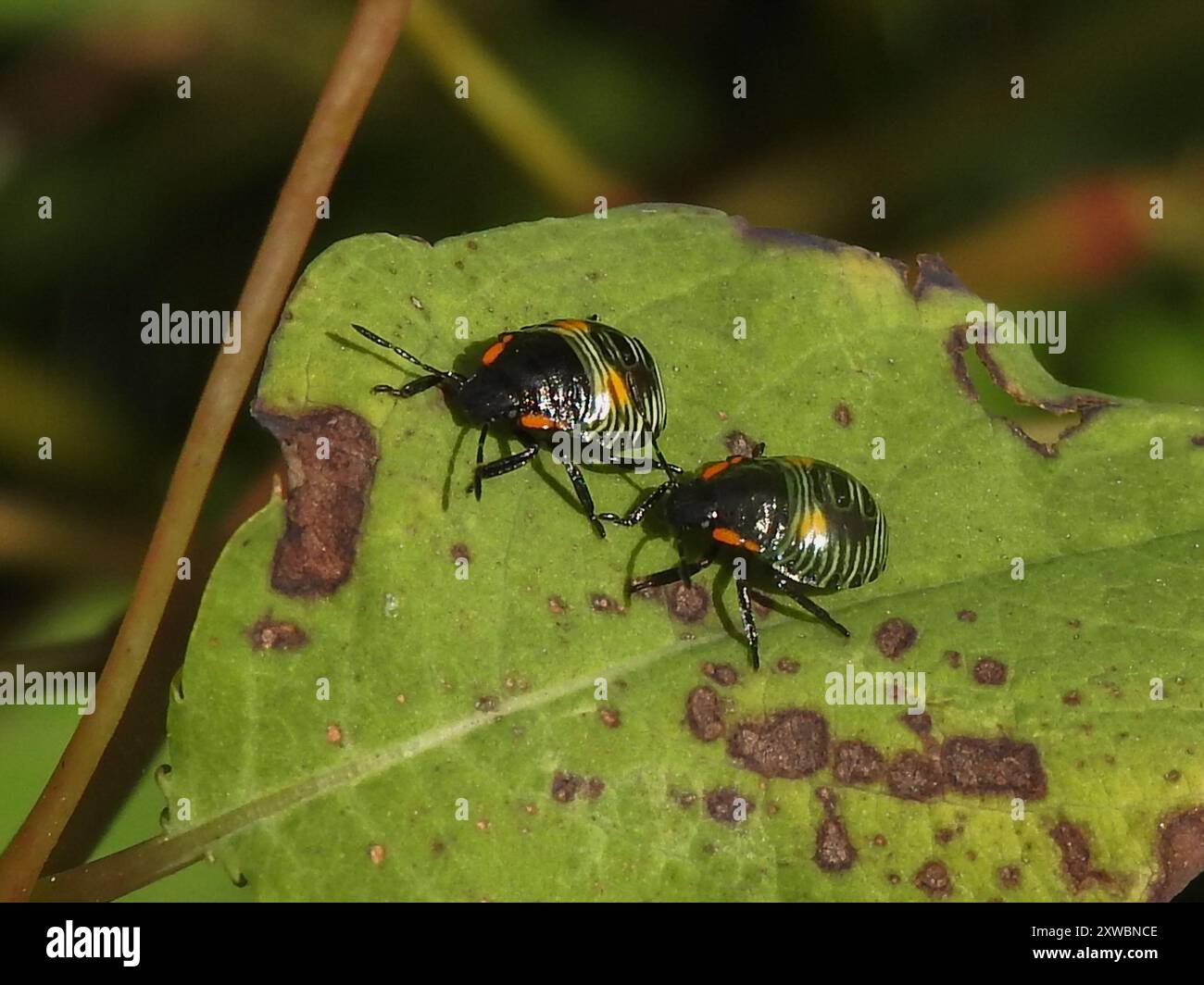 Green Stink Bug (Chinavia hilaris) Insecta Stock Photo - Alamy