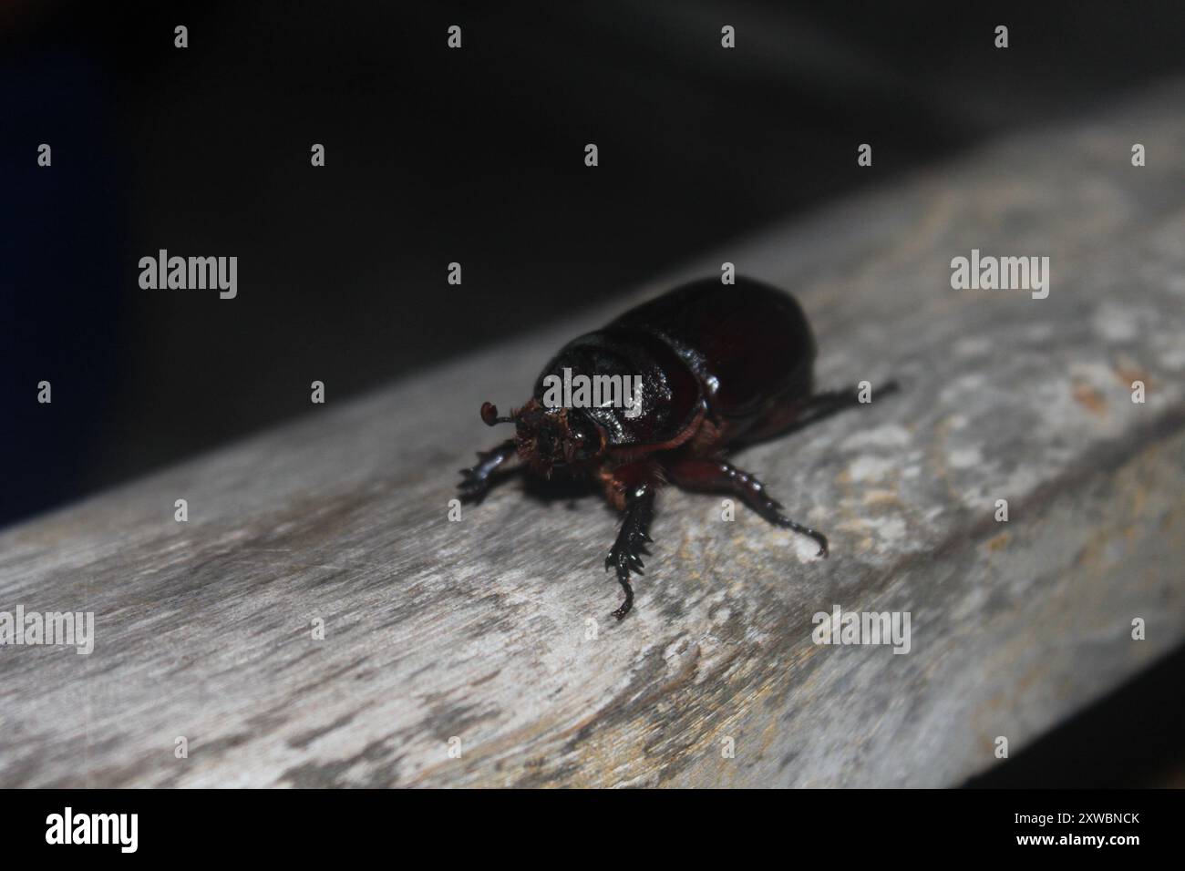 Coconut Rhinoceros Beetle (Oryctes rhinoceros) Insecta Stock Photo - Alamy