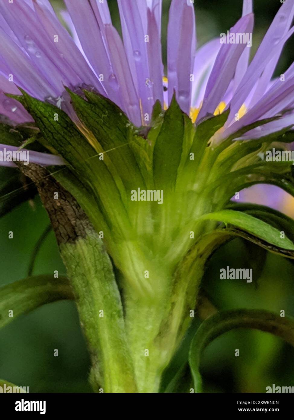 swamp aster (Symphyotrichum puniceum) Plantae Stock Photo - Alamy