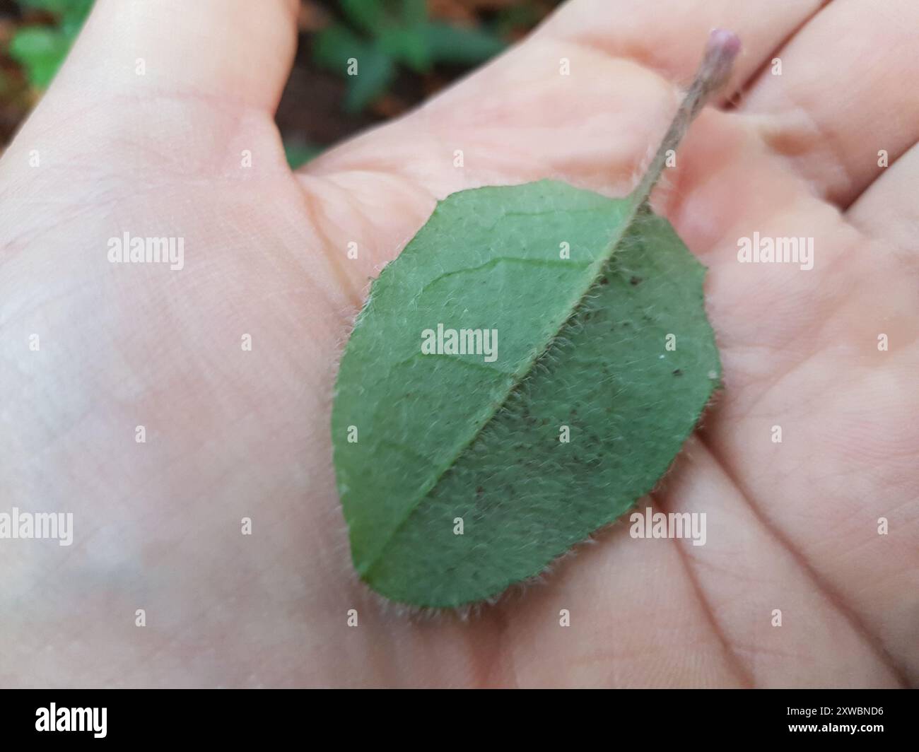Wall hawkweed (Hieracium murorum) Plantae Stock Photo - Alamy