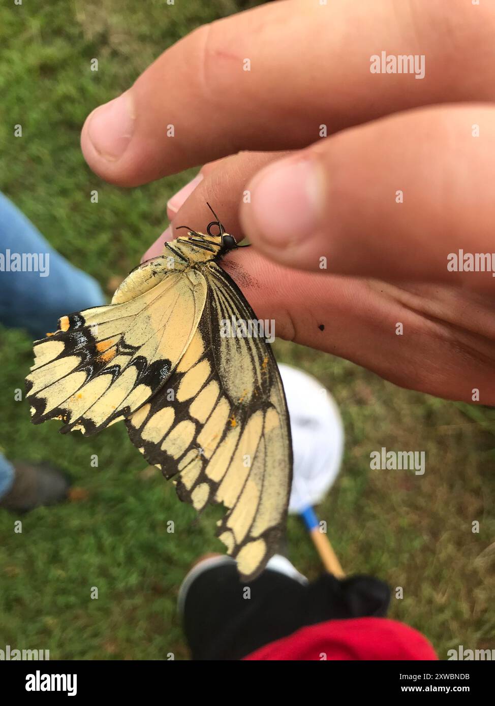 Eastern Giant Swallowtail (Heraclides cresphontes) Insecta Stock Photo ...