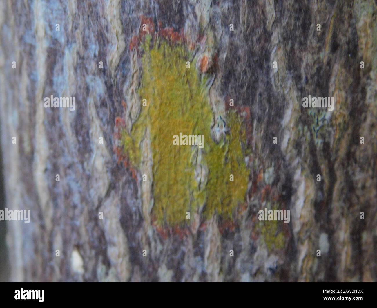 Rash Lichens (Pyrenula) Fungi Stock Photo - Alamy
