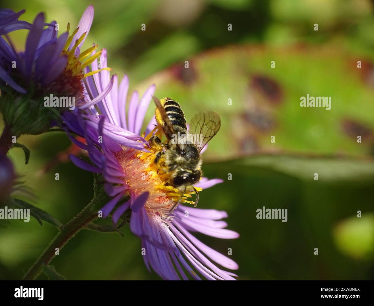 Golden-tailed Leafcutter Bee (Megachile relativa) Insecta Stock Photo ...