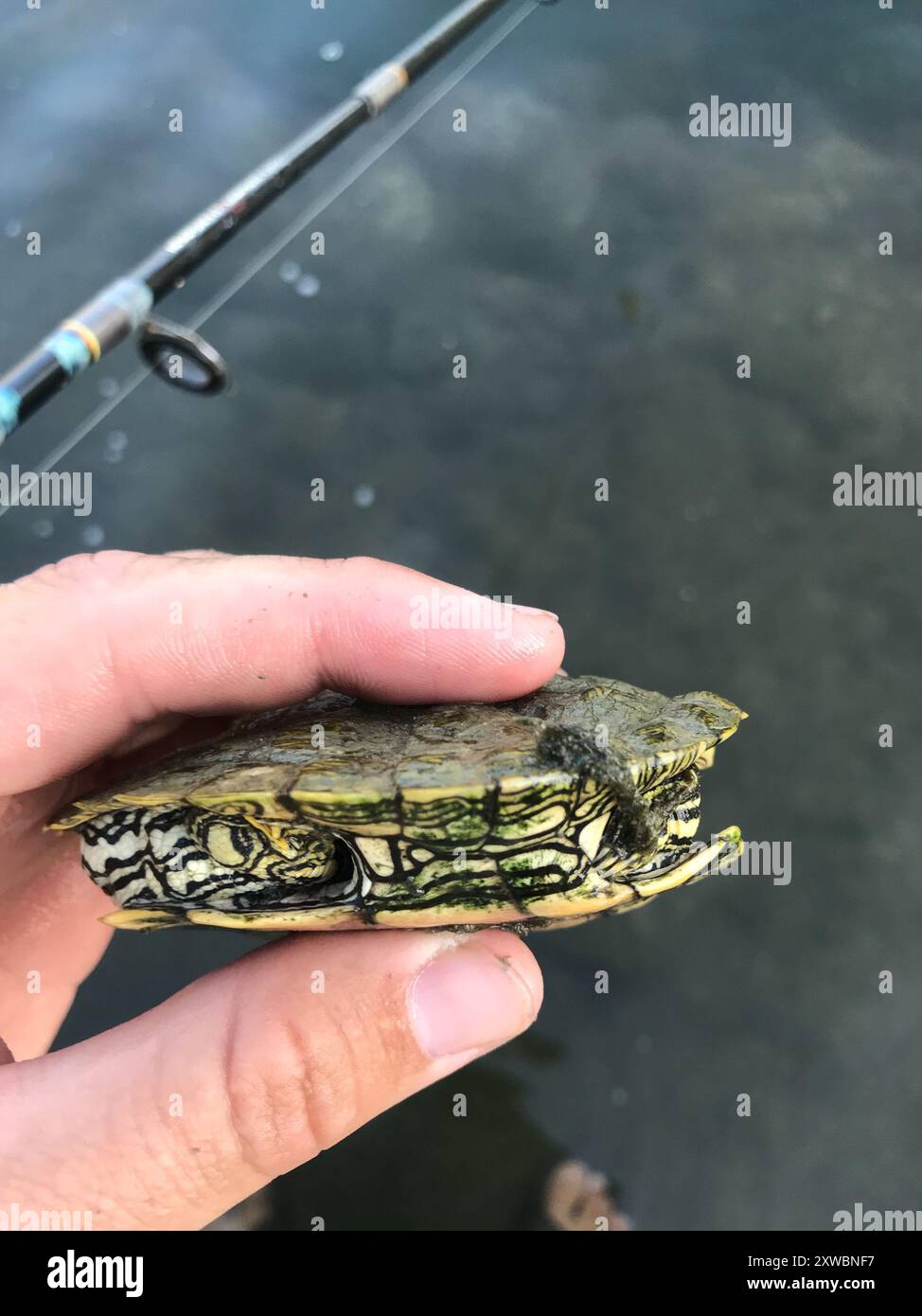 Cagle's Map Turtle (Graptemys caglei) Reptilia Stock Photo - Alamy