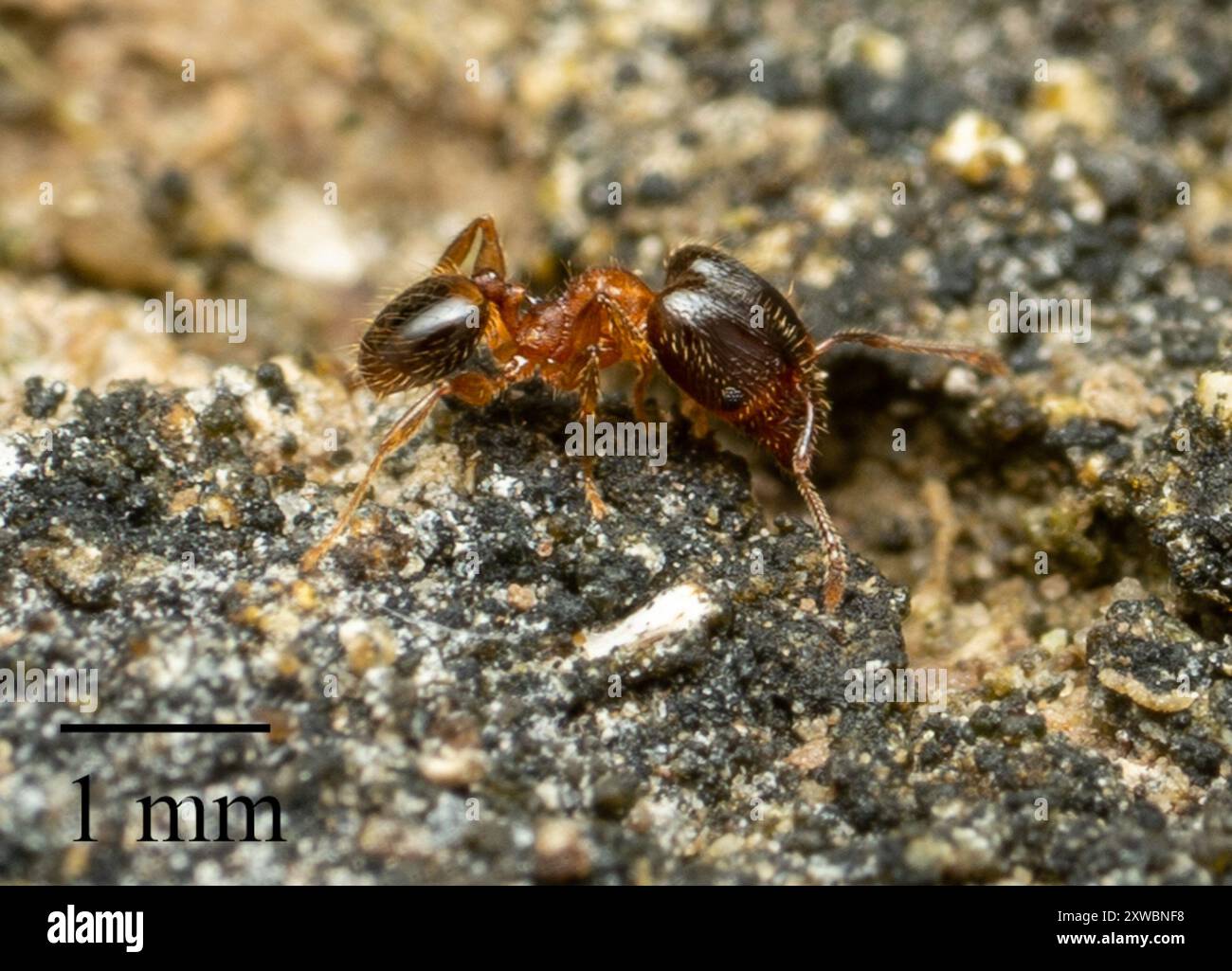 Big-headed Ants (Pheidole) Insecta Stock Photo - Alamy