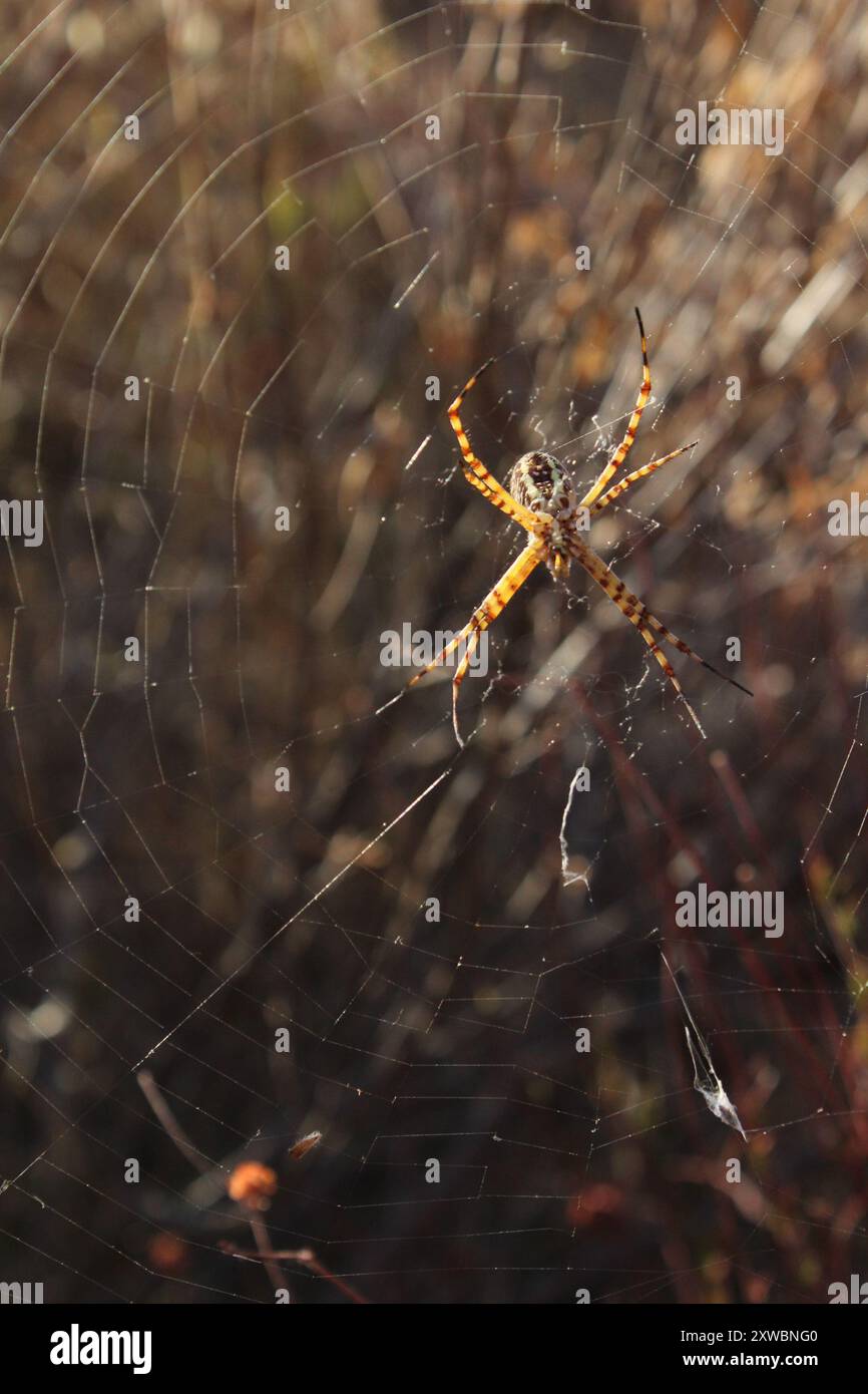 Banded Garden Spider (Argiope trifasciata) Arachnida Stock Photo - Alamy