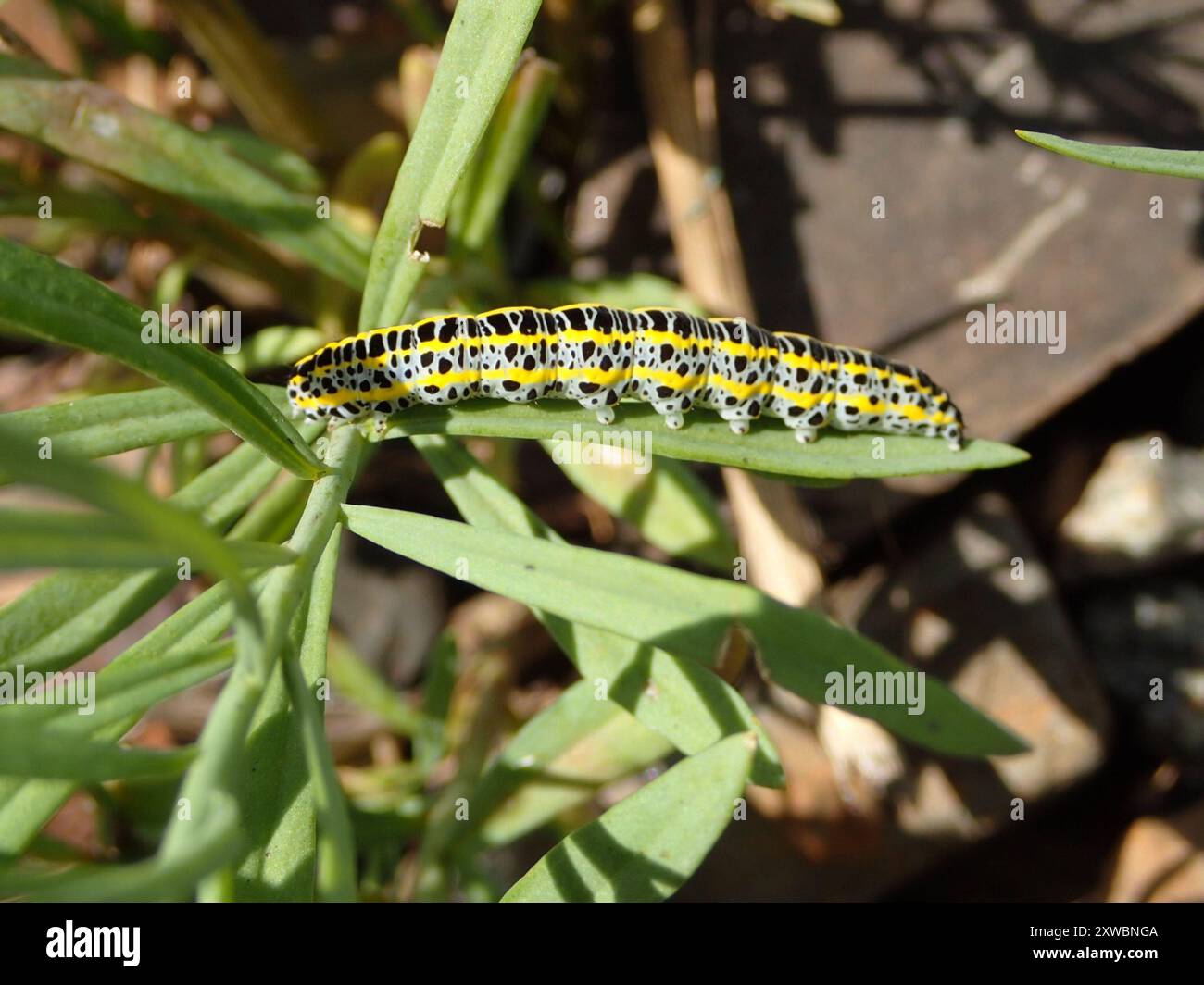 Toadflax Brocade Moth (Calophasia lunula) Insecta Stock Photo - Alamy