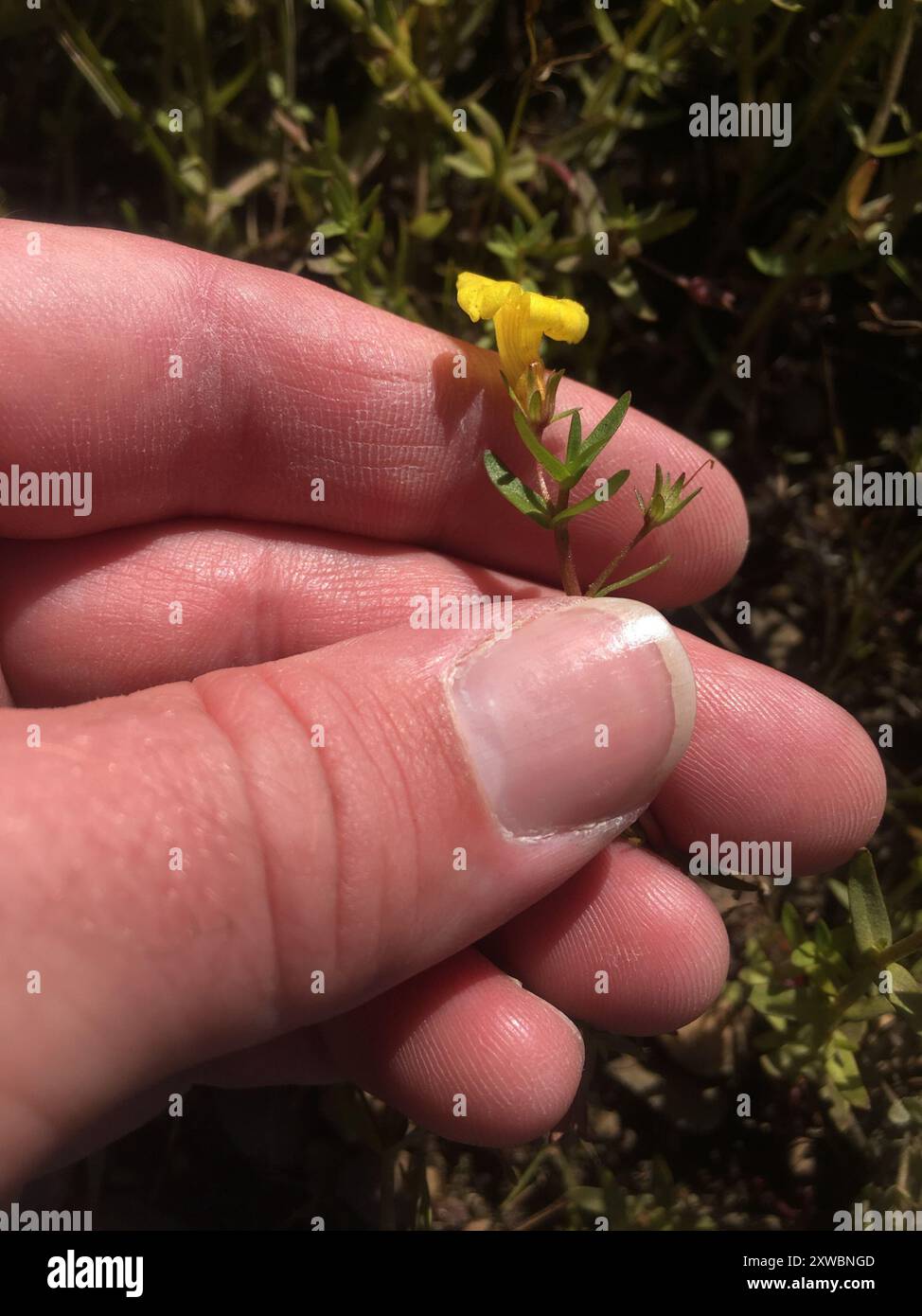 golden hedge-hyssop (Gratiola aurea) Plantae Stock Photo - Alamy