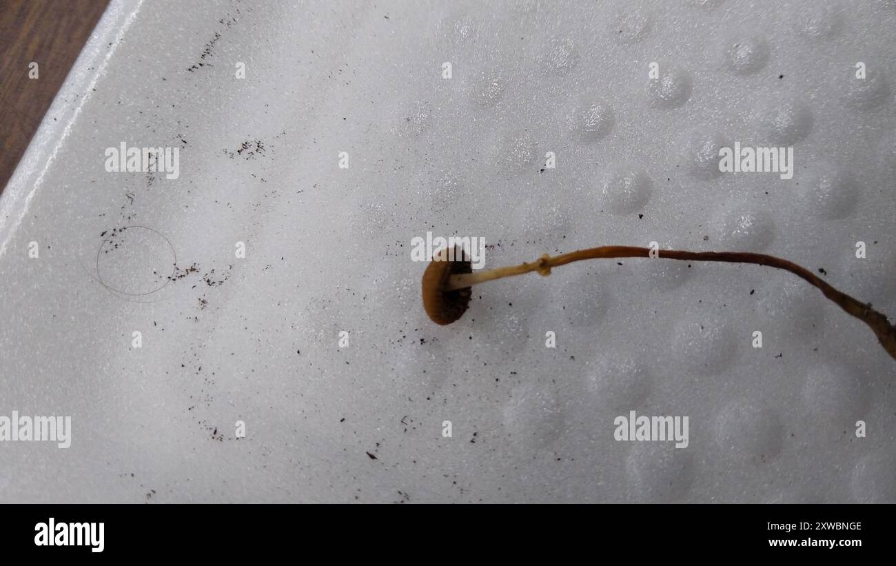 Common Conecap (Pholiotina rugosa) Fungi Stock Photo - Alamy