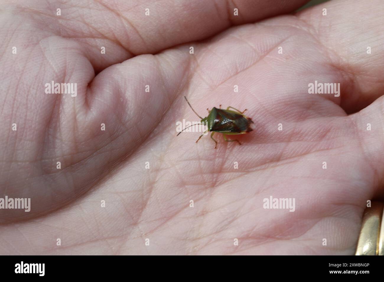 Birch Shield Bug (Elasmostethus interstinctus) Insecta Stock Photo - Alamy