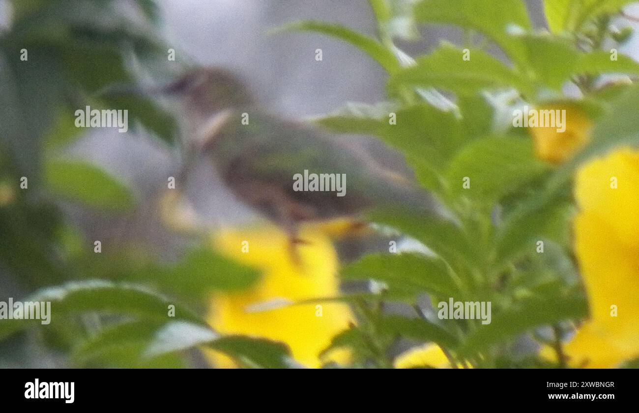 Ruby-throated Hummingbird (Archilochus colubris) Aves Stock Photo - Alamy