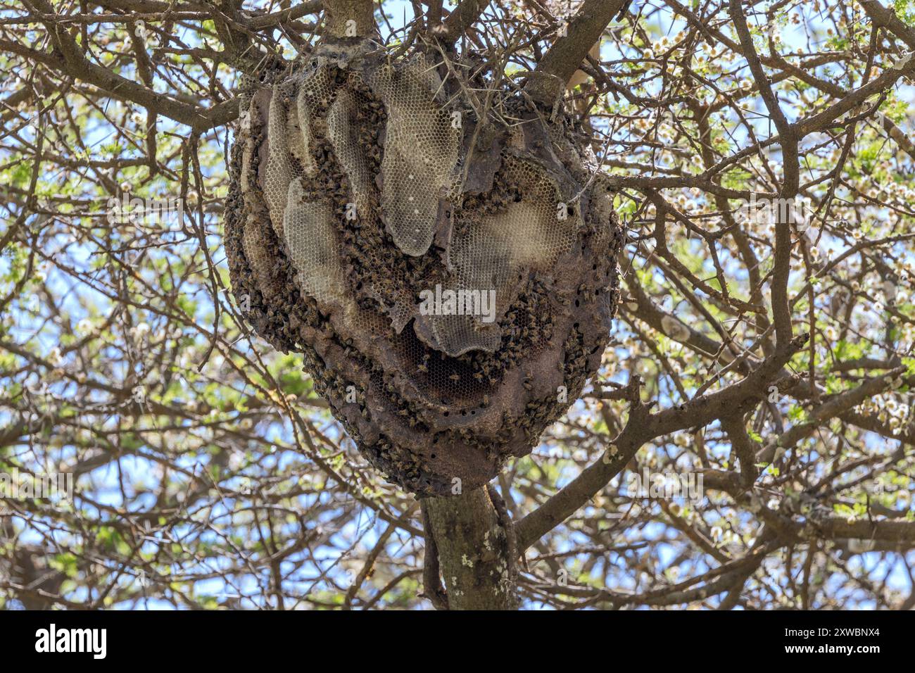 Nest plains hi-res stock photography and images - Alamy
