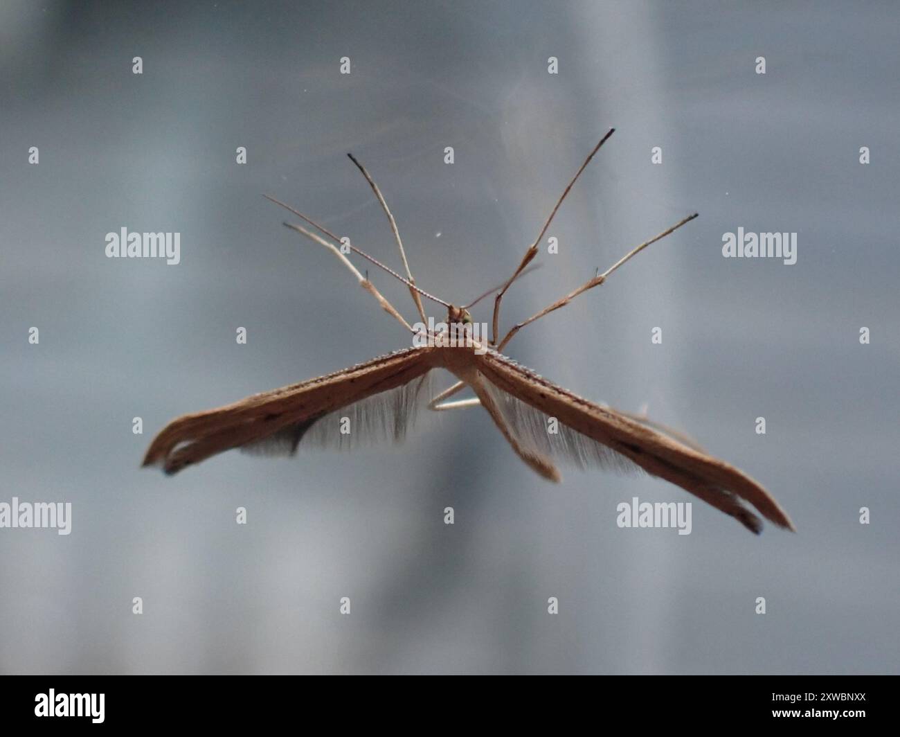 Plume moths pterophoridae insecta hi-res stock photography and images ...