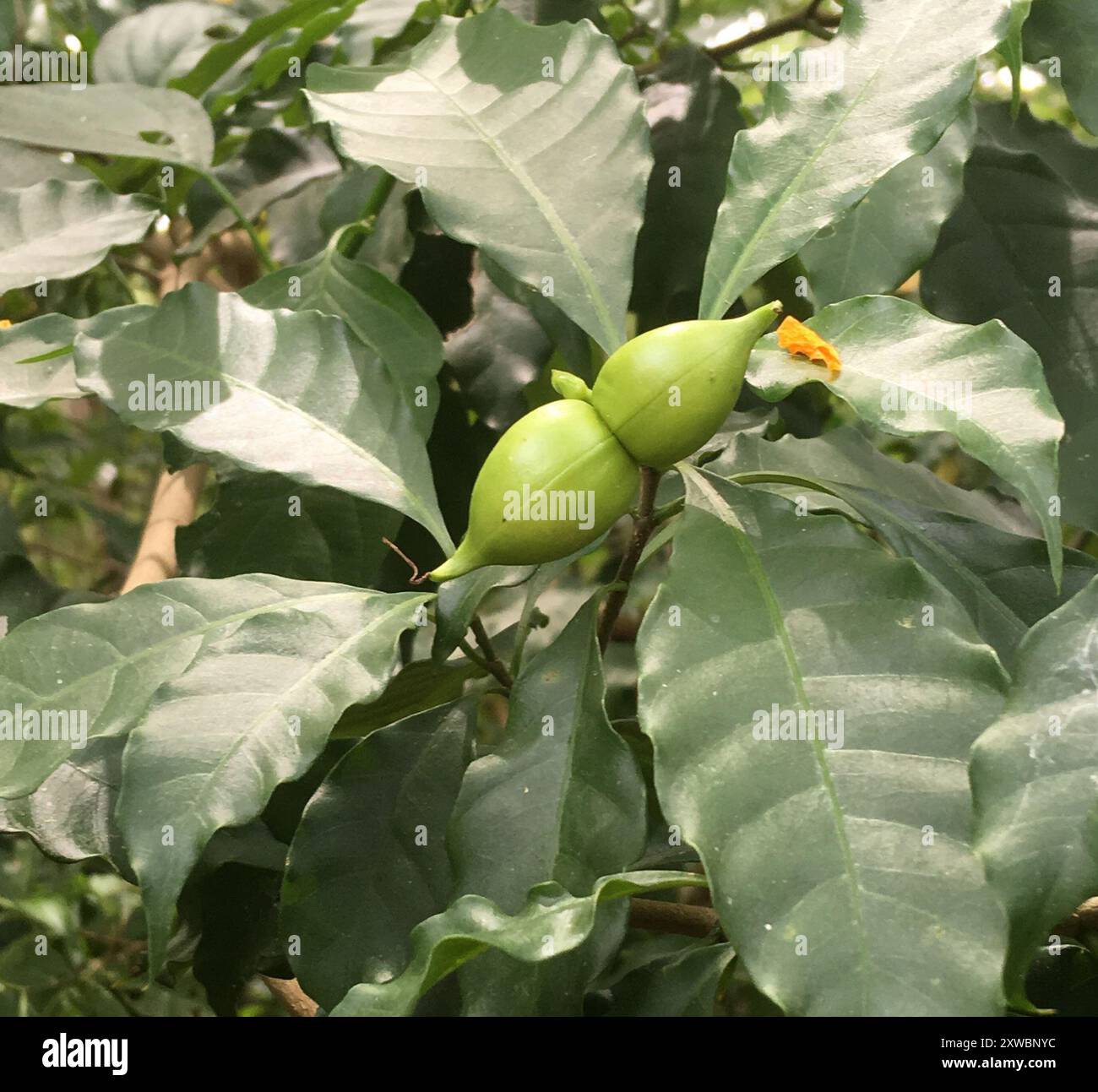 dogbane family (Apocynaceae) Plantae Stock Photo - Alamy