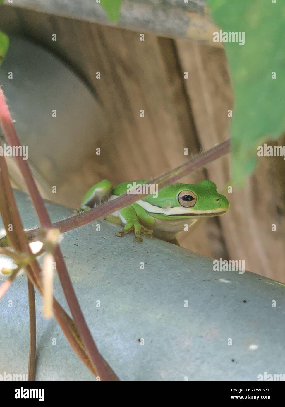 Green Treefrog (Hyla cinerea) Amphibia Stock Photo - Alamy
