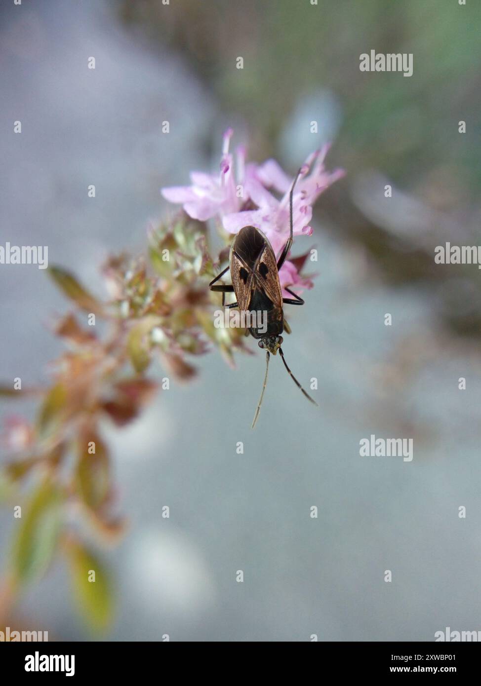 black-spotted groundbug (Rhyparochromus pini) Insecta Stock Photo - Alamy