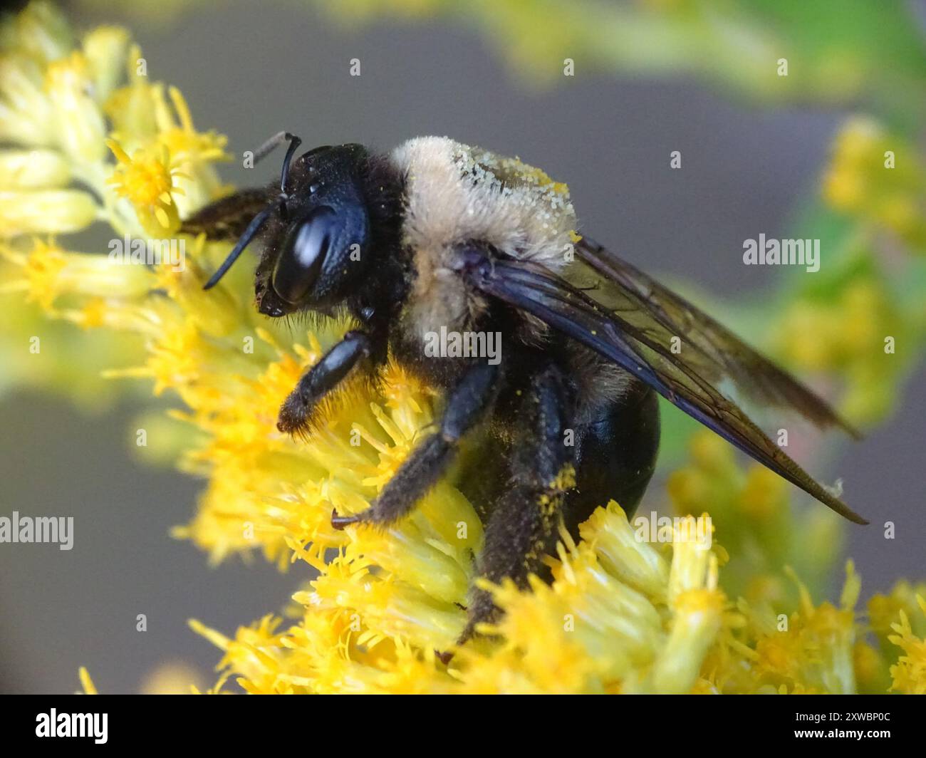 Eastern Carpenter Bee (Xylocopa virginica) Insecta Stock Photo - Alamy