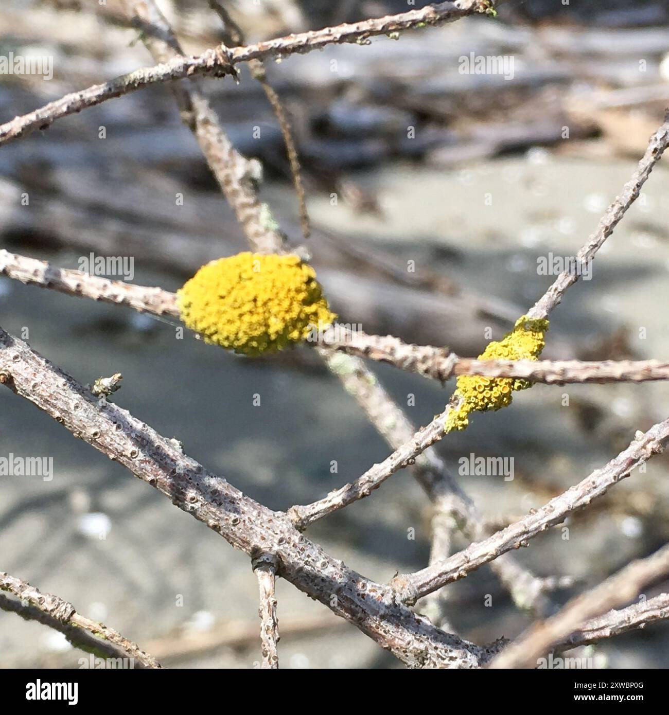 Pin-cushion Sunburst Lichen (Polycauliona polycarpa) Fungi Stock Photo ...